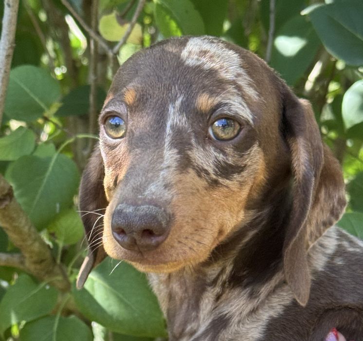 jamnik miniaturowy w Twojej okolicy? Sprawdź kategorię Zwierzęta