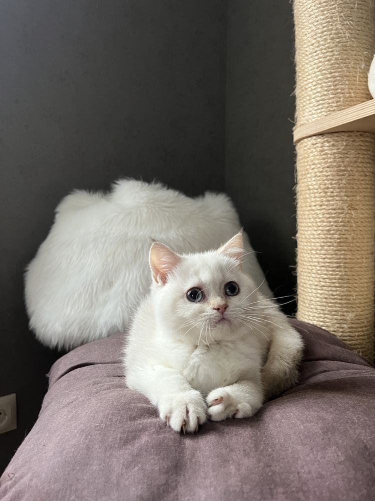 Scottish Fold WCF: 500 € - Коти Івано-Франківськ на Olx