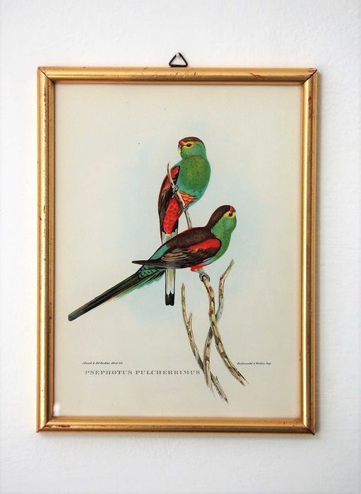 Papugi, papuga, ptaki J. Gould, chromolitografia, grafika, antyk obraz ...