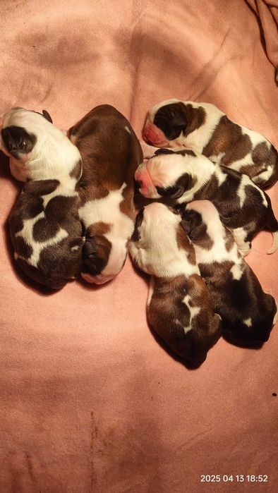 Bernardyn długowłosy szczenie fci piesek Lipno • OLX.pl