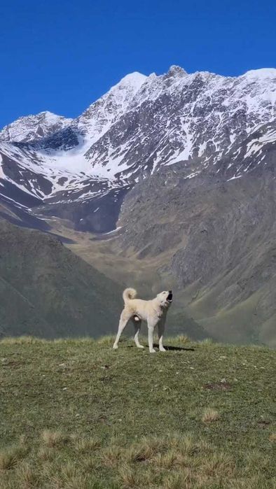 Akbash Kangal Turecki Pies Pasterski Gubin • OLX.pl