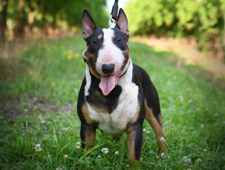 Bullterier mocnej budowy. Stopnica • OLX.pl