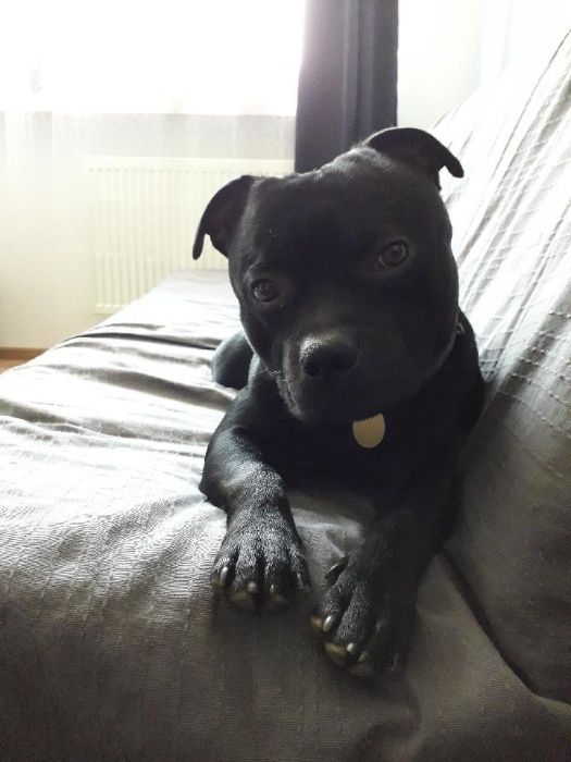 Staffordshire Bull Terrier Staffik Stafik krycie Reproduktor badania ...