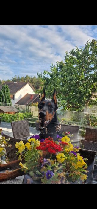 Doberman suczka 15 miesięcy FCI Zielona Góra • OLX.pl