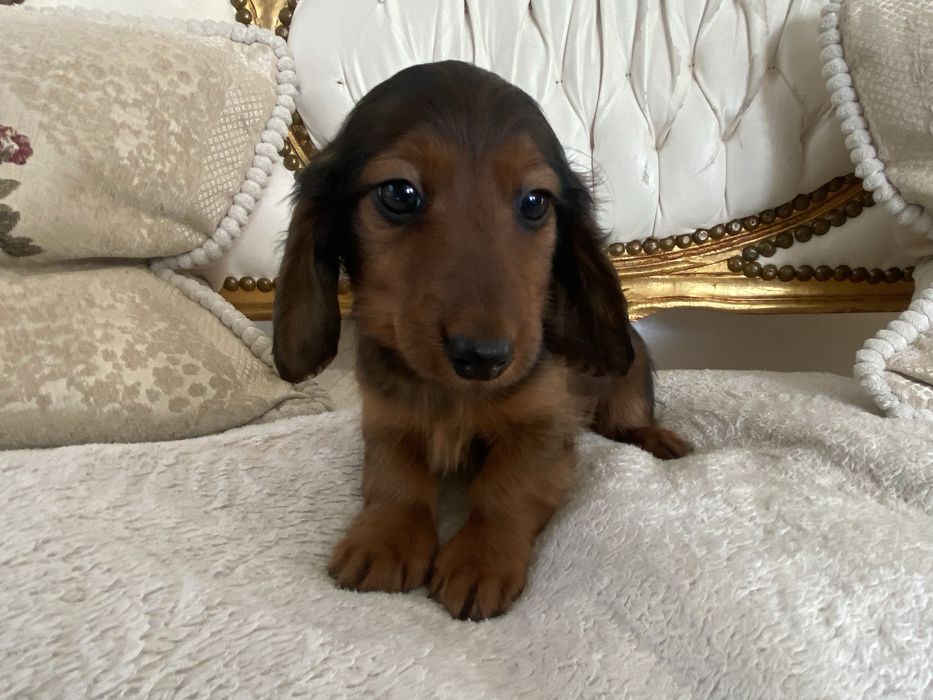 Jamnik dlugowłosy miniaturowy piesek Grodzisk Wielkopolski • OLX.pl