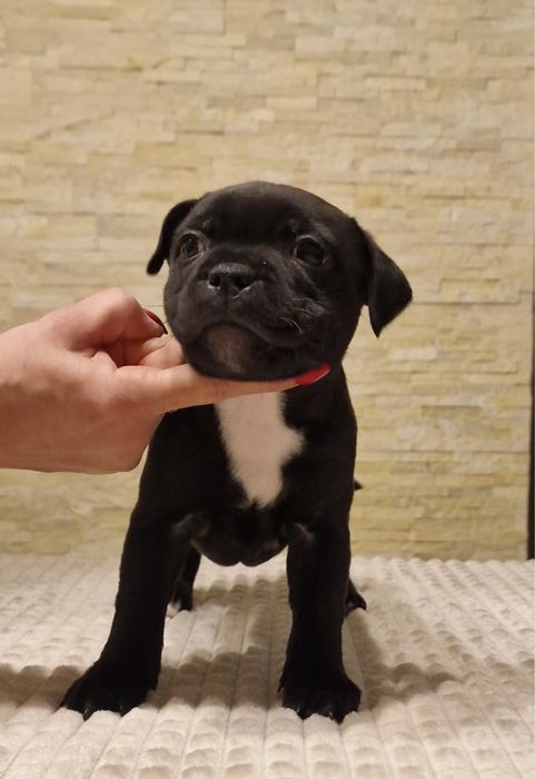 Stafik Staffik Staffordshire Bull Terrier ZKwP Sieradz • OLX.pl