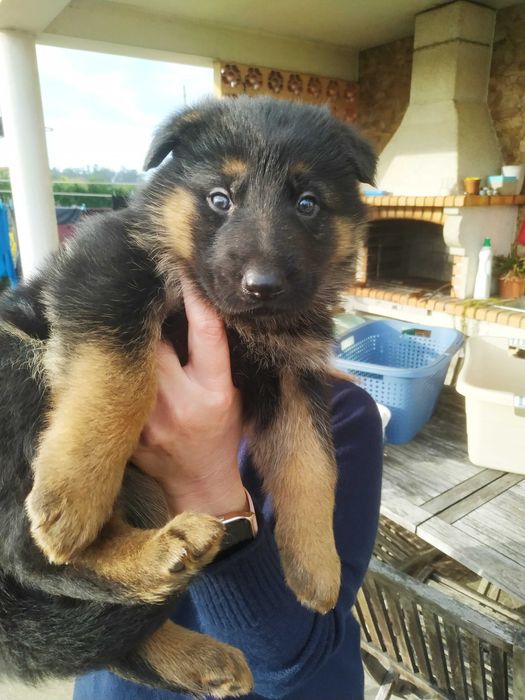 Pastor Alemão Puro (Capa negra pelo curto) Beduído E Veiros • OLX.pt