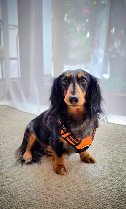 Jamnik Miniaturowy Blue Merle z rodowodem – Feri Piaseczno • OLX.pl