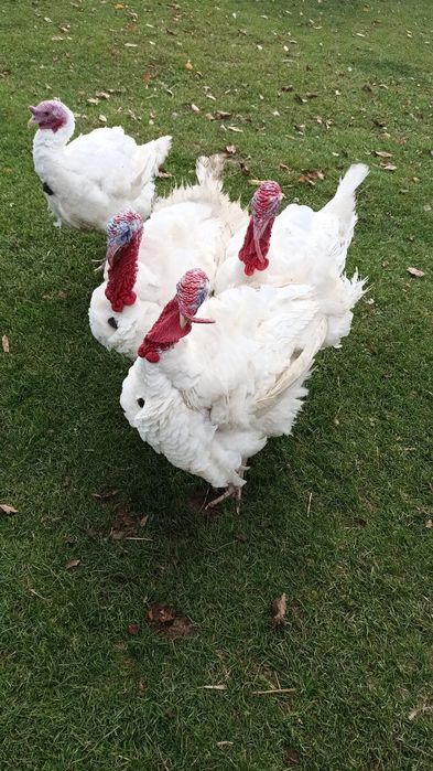 Indyki Tuszki z Własnego Gospodarstwa Wolnego Wybiegu Biała Pierwsza ...