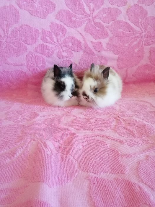 Królik miniaturka króliki miniaturki karzełki Lipsko • OLX.pl