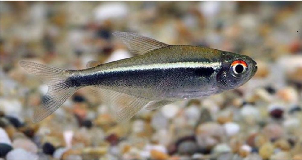 Rybki akwariowe Neon czarny (neonki) Bielsko-Biała • OLX.pl