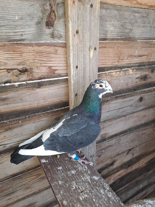 Golebie pocztowe samce piekne Jasło • OLX.pl