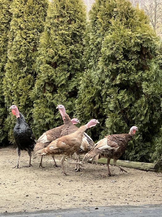 Indyki indory sprzedam Niesiołowice • OLX.pl