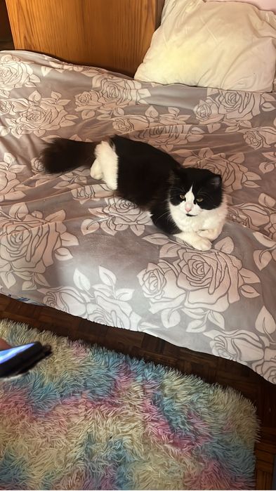 Dou gata persa muito meiga Oliveira do Douro • OLX.pt