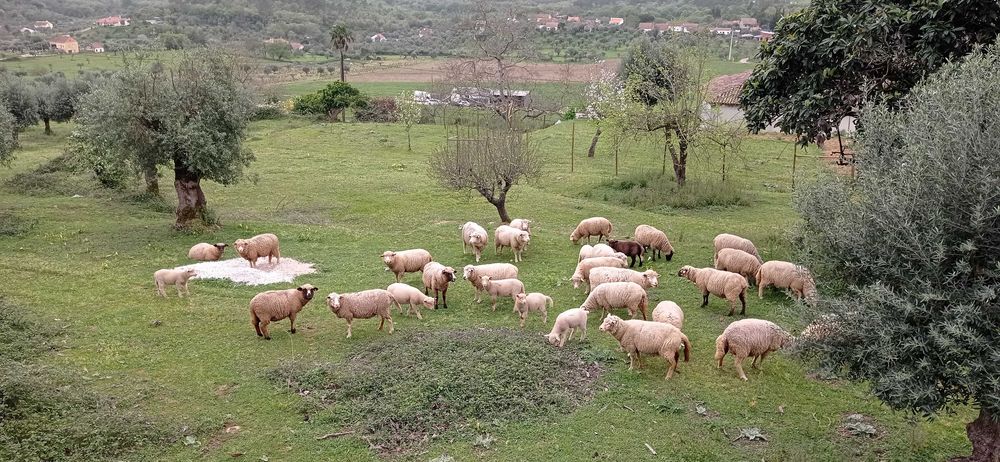 Borregos e borregas Leiria • OLX.pt