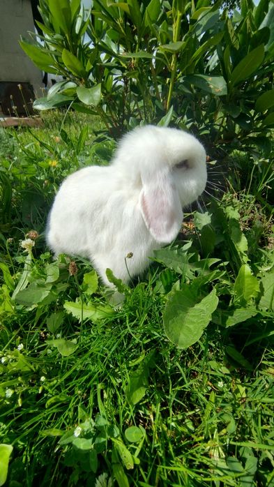Królik rasy Mini Lop Kamienna Góra • OLX.pl