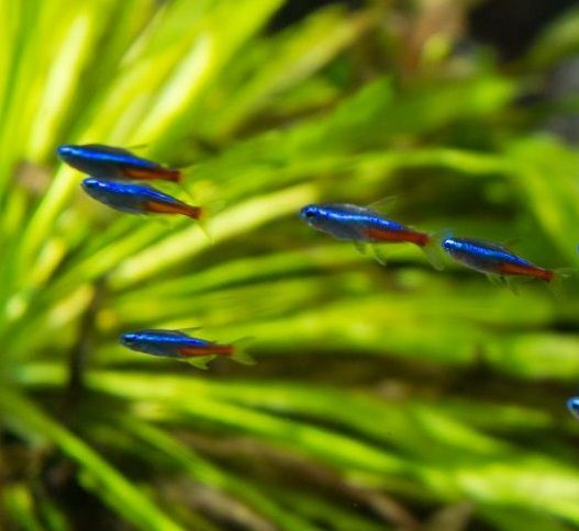 Neon Innesa - 2,5 cm - Sklep Zoologiczny ALTUM Kraków Prądnik Czerwony ...