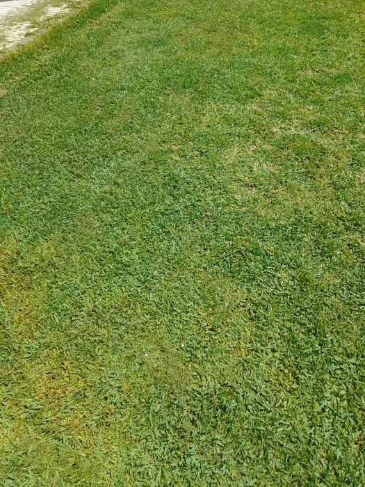 Relva escalracho Pinhal Novo • OLX Portugal