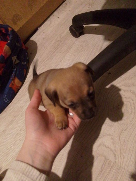 rasowe psy - oddaj za darmo na OLX! Dodaj ofertę | OLX Oddam za Darmo