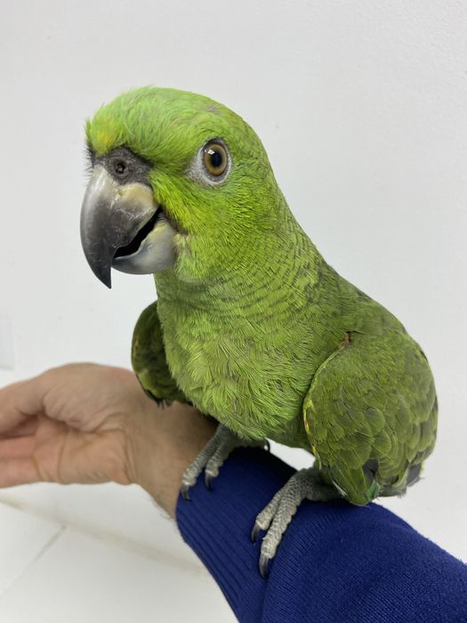 Papagaio auropallita parvipes Penafiel • OLX.pt