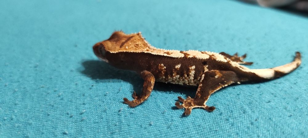 Gekon orzęsiony crested Geckos SAMICA SAMIEC Kraków Stare Miasto • OLX.pl