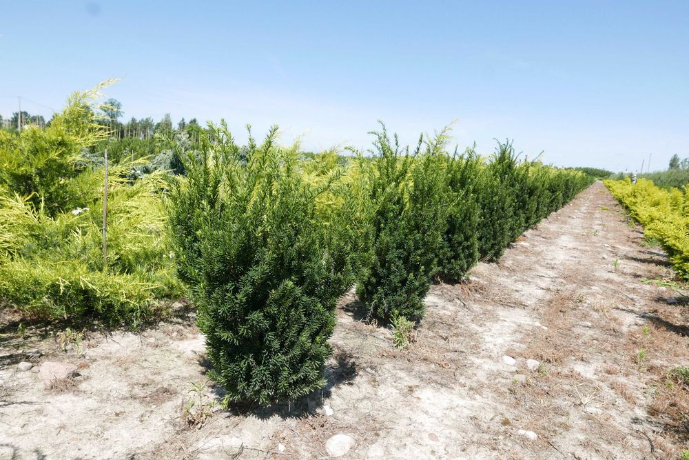 Cis pośredni 'Hilli'/ Taxus × media 'Hilli' Śleszyn • OLX.pl