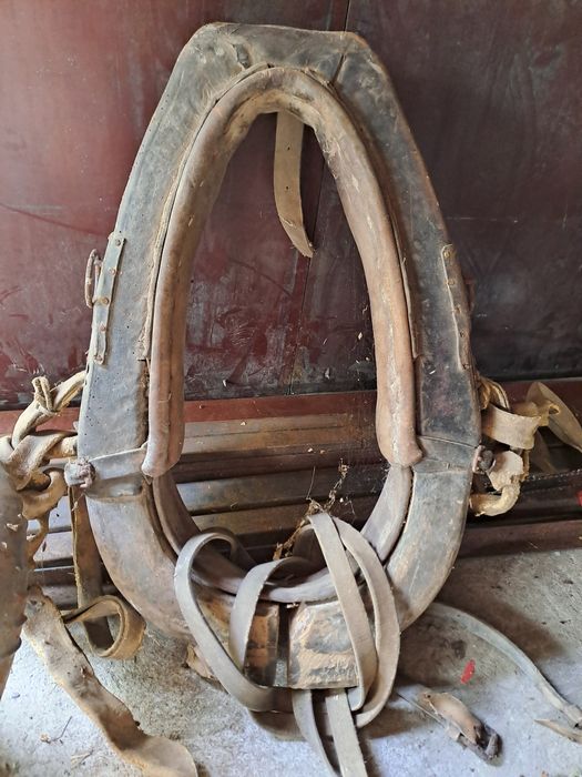 Stare zabytkowe homonto dla konia Mońki • OLX.pl