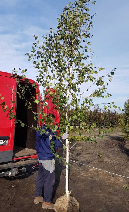 Brzoza doorenbos, białokora, 250-350 cm Janowice • OLX.pl