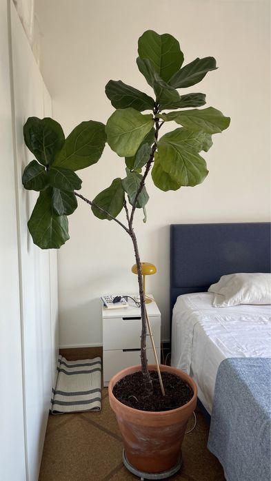 Ficus Lyrata c/ 8 anos 2metros Arroios • OLX Portugal