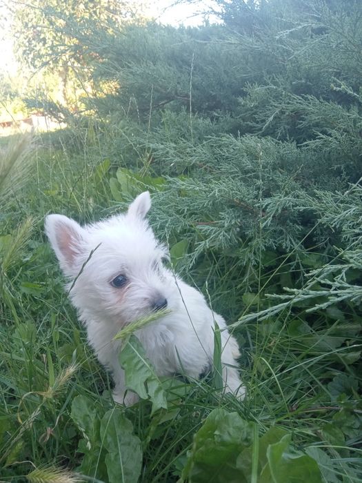 Suczka West Highland Wbite Terrier Krzywiń • OLX.pl