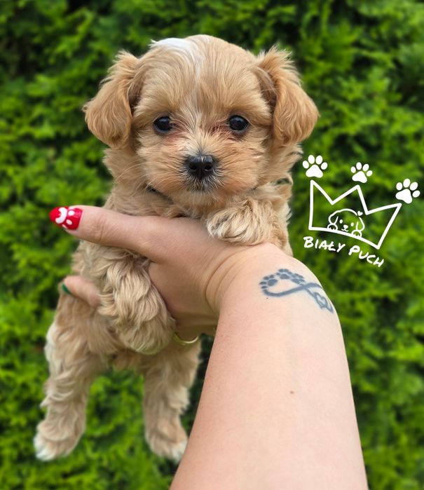 Maltipoo f1 samiec suczka 2.5 kg pudel Toy beżowe badania , wyprawka ...