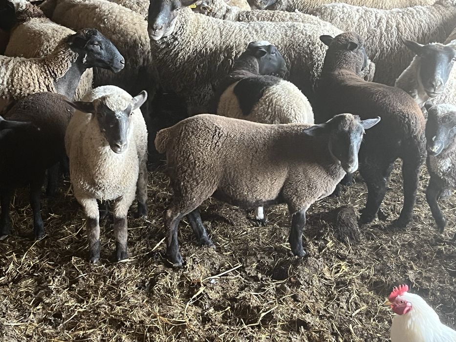 Borregas com 5 meses Meãs do Campo • OLX.pt