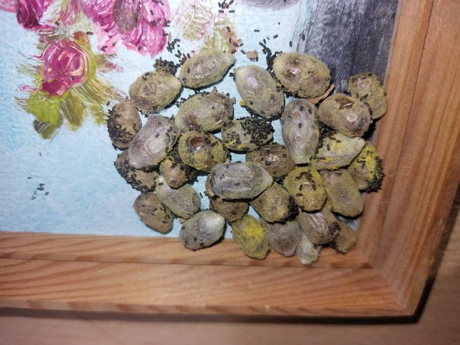 Murarka Rogata kokony i rurki Poznań Smochowice • OLX.pl