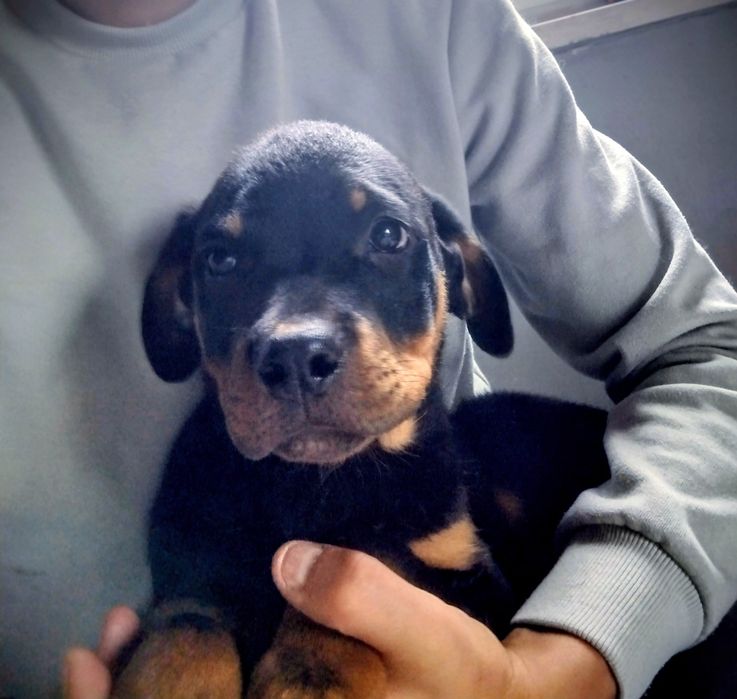 Pieski rasy Rottweiler Tuczno • OLX.pl