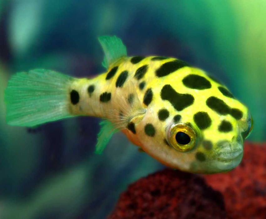 Kolcobrzuch zielony - Tetraodon nigroviridis - Nadymka - dowóz wysyłka ...