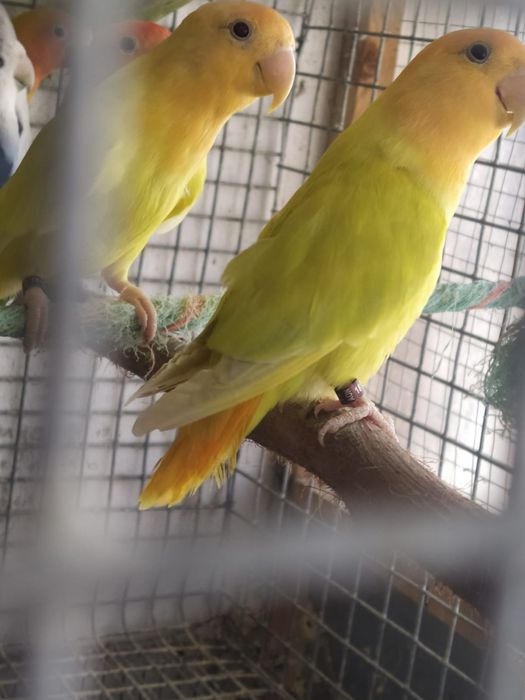 Agapórnis caturras Águas Santas • OLX.pt