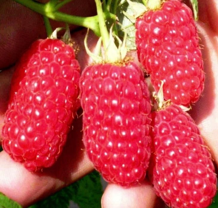 Sadzonki maliny czerwonej sadzonka krzak maliny malina duże owoce Łódź ...