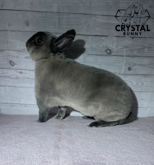 Królik karzełek rex kuna niebieska ZAREJESTROWANA HODOWLA miniaturka ...