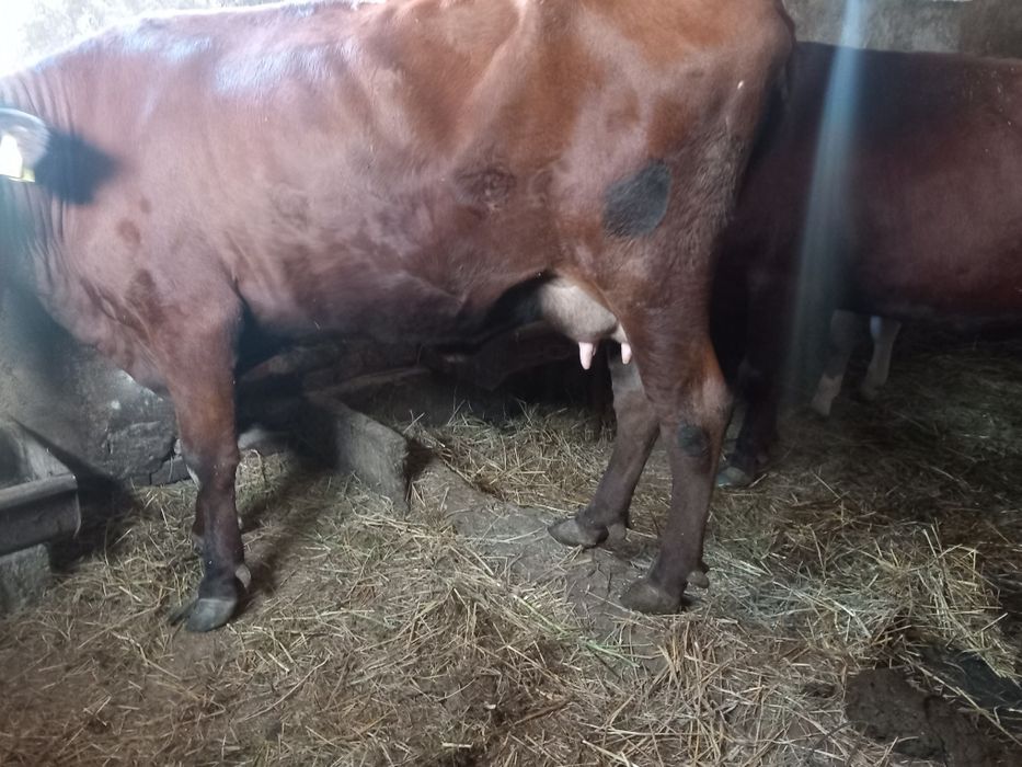 Krowa polska czerwona Ziempniów • OLX.pl