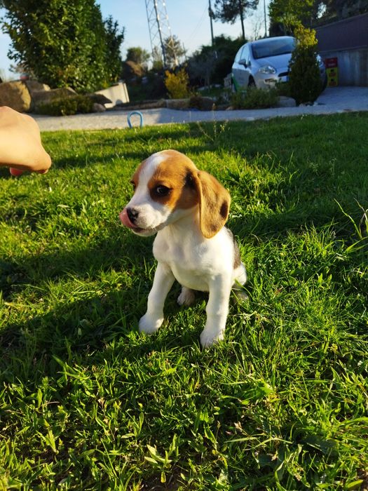 Beagle de boa linhagem Mateus • OLX Portugal