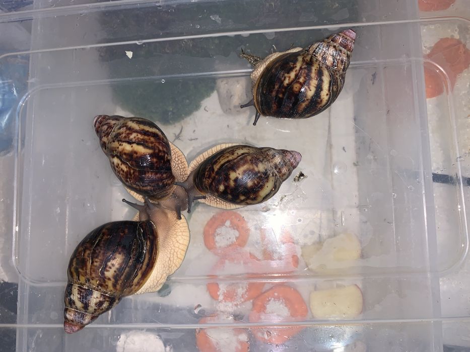 Овуми, Егрегії (пара,Равлик,улітка,snail): 99 грн. - Зоотовари Моршин ...