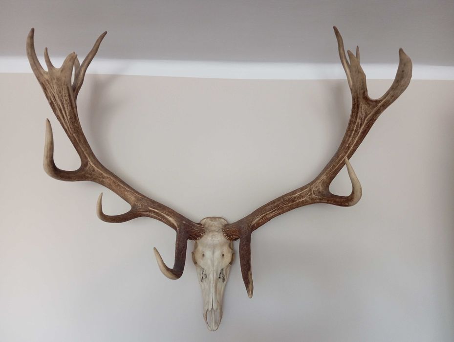 poroze jelenia - antyki i przedmioty kolekcjonerskie | OLX Antyki i ...