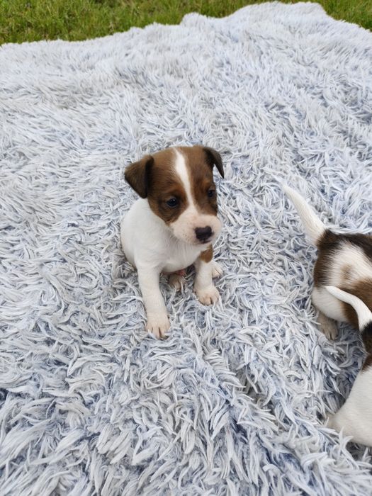 Jack Russell Terrier Lubochnia • OLX.pl