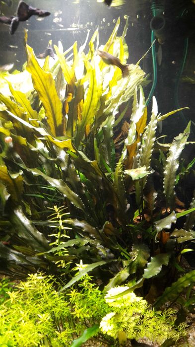 Kryptokoryna wendtii brown (Cryptocoryne wendtii brown) Łódź Bałuty ...