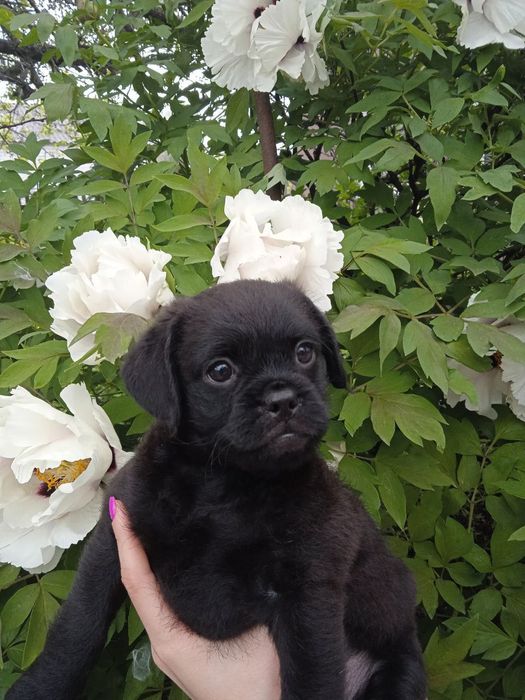 Щенки Pugapoo ( черный мопс + той пудель): 4 000 грн. - Собаки Дніпро ...