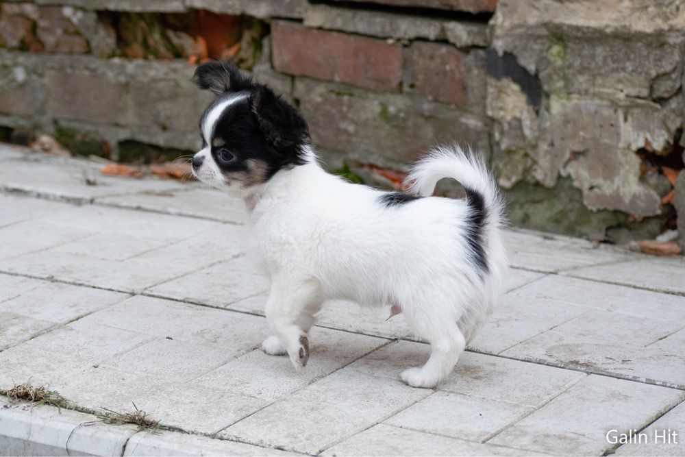 Неймовірний довгошерстий хлопчик КСУ-FCI: 15 000 грн. - Собаки Сумы на Olx