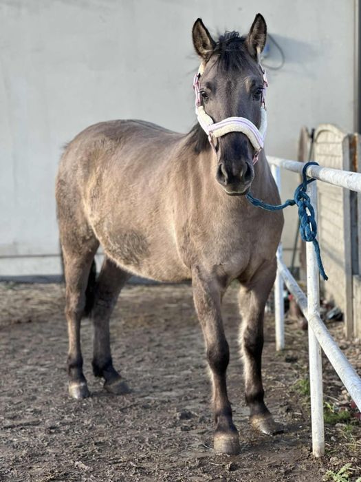 Klacz duży kuc koniki polski wysoka Sośnie • OLX.pl