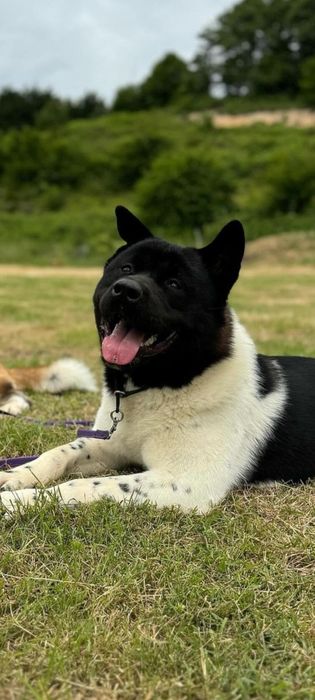 Акітосики з розплідника КСУ FCI.: 20 000 грн. - Собаки Київ на Olx