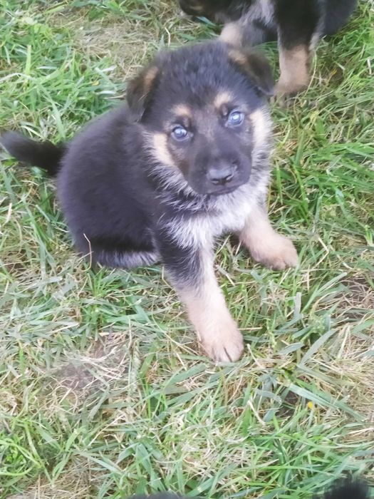 Pastor Alemão Puro (Capa negra pelo curto) Beduído E Veiros • OLX.pt