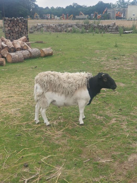 Dorper dorpery Baran owca owce Doruchów • OLX.pl